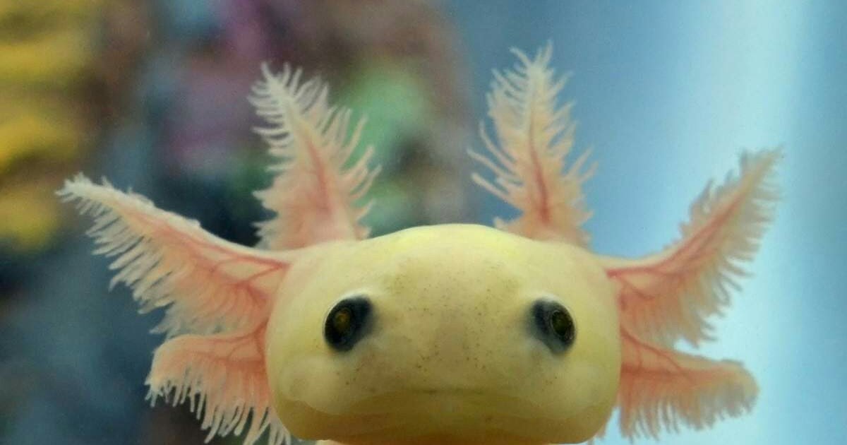 ¿Que es el ajolote?