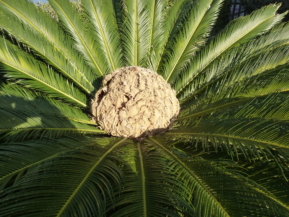 Cycas revoluta «cica» - Id Plantae