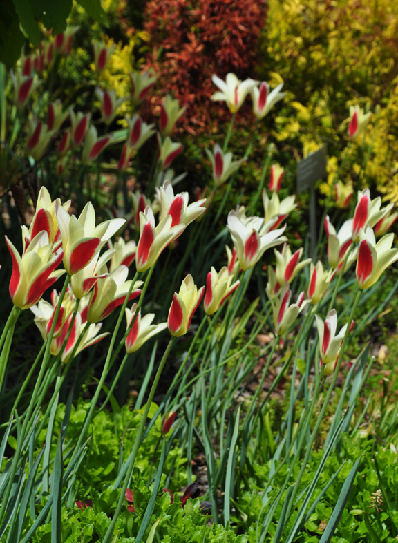 Three Dogs in a Garden: Spring Bulbs: Ideas Inspired by the TBG's ...