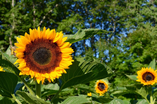 Barberry Hill Farm: Sunflowers of Autumn