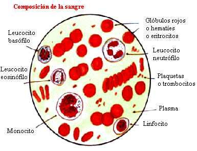 Cosa Básicas de Laboratorio Clinico: PLAQUETAS O TROMBOCITOS