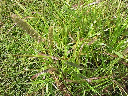 Plantas indicadoras - Agrônomo Alcimar