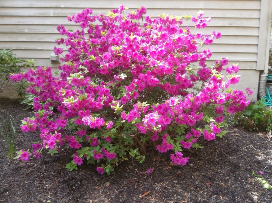 Future Plants by Randy Stewart: Azaleas -Evergreen Hybrids