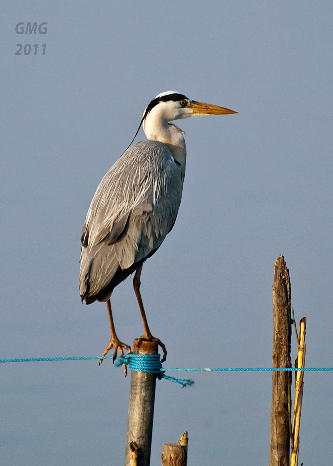Fotografía de Naturaleza : Garza real