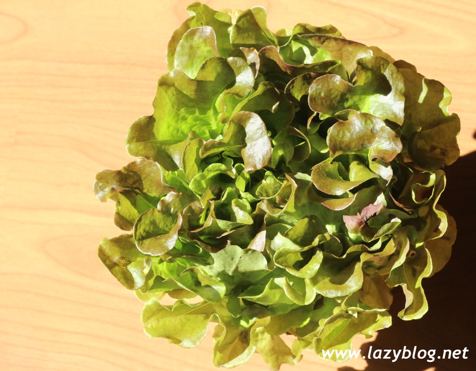 Las lechugas vivas y los pepinos de Berasategui