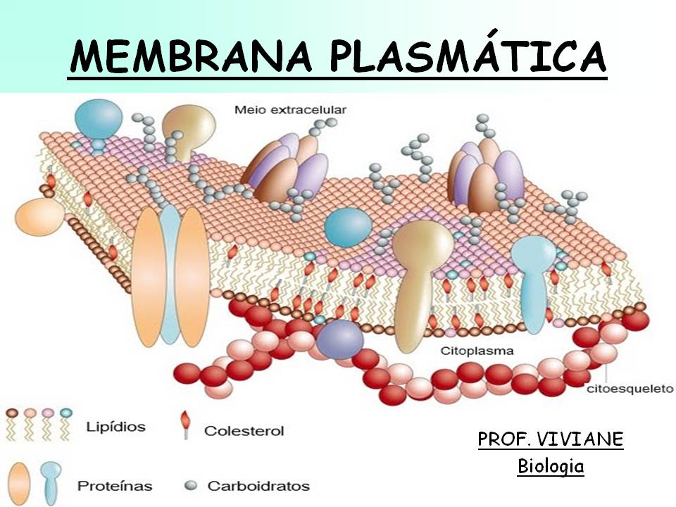 Biologia: Especializações da Membrana Plasmática