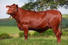 Mundo Animal Da Sara: Projeto curiosidades de animais-Vaca-red-poll #25