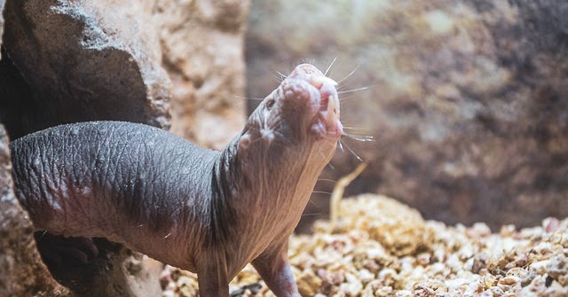 TOP 5 EXTRAORDINARY ANIMALS TO KNOW 2019 | ANIMALS TO KNOW