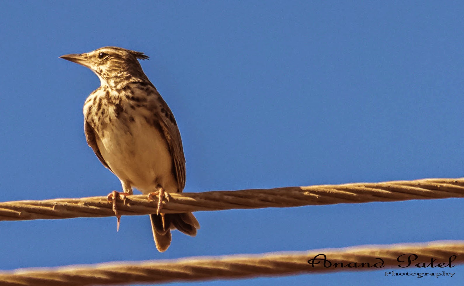 Crested Lark | YuGWoRLD