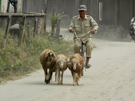 Friends of Sumatra: Leading the Sheep