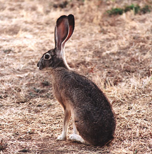 Some facts about hares | Facts About All