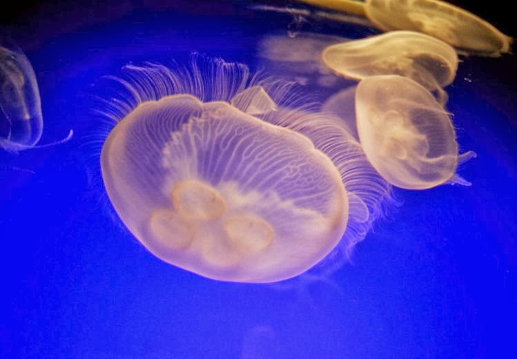 Ciência para Todos: Cientistas testam robô que detecta e destrói alforrecas