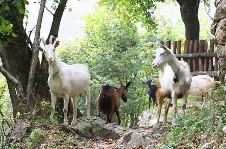 Capra - cel mai rentabil animal domestic