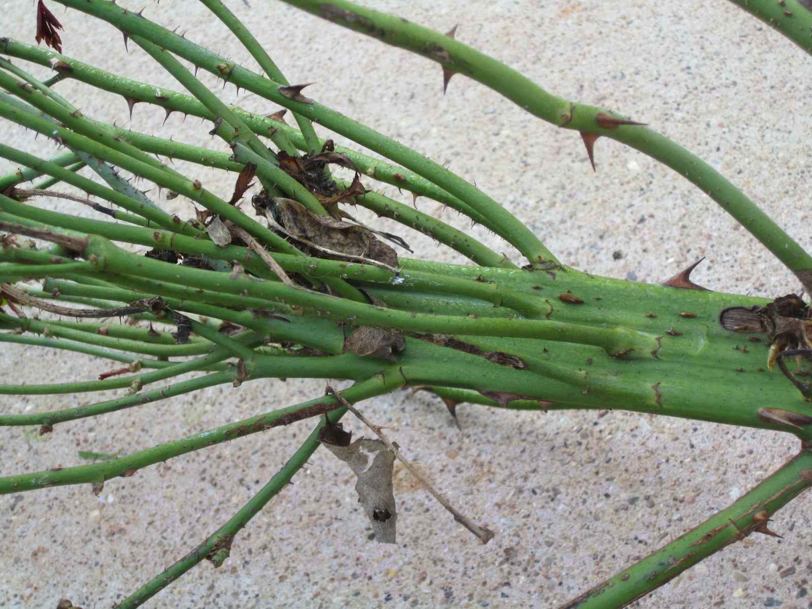 Roses and Other Gardening Joys: Plants Do The Strangest Things!