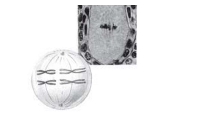 Meiosis dan Tahap-tahap dalam Meiosis - SERBA SERBI