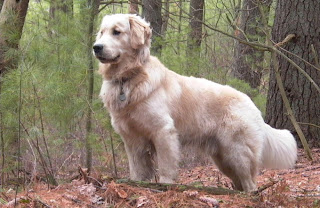 Raza Golden Retriever El Perro Dorado