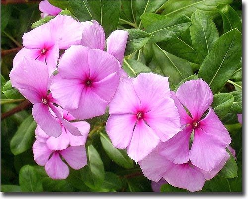 Naturaleza Viva: Chavelita (Catharanthus roseus)