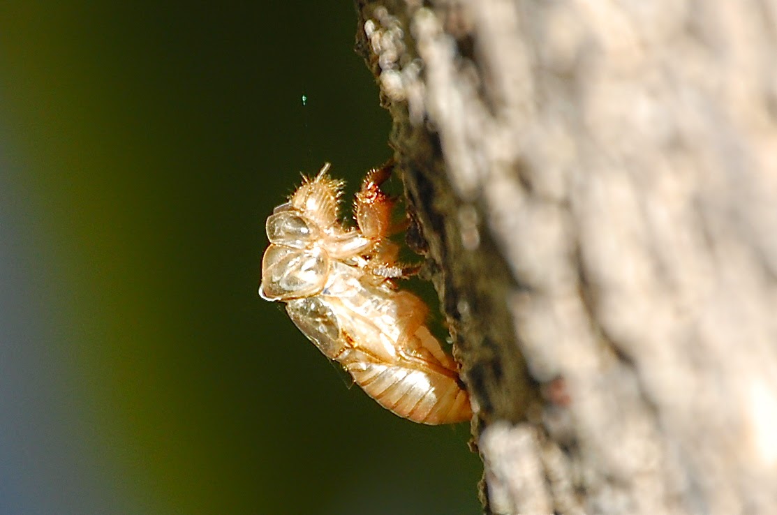 The Insect Diary: Red Bandit Cicada: Pyropsalta melete