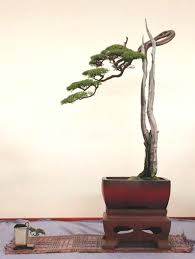 Literati Bonsai style (Bunjingi) - About Bonsai