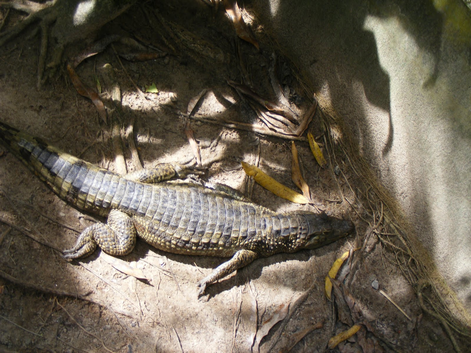 Mon périple en Guyane: ZOO de Guyane