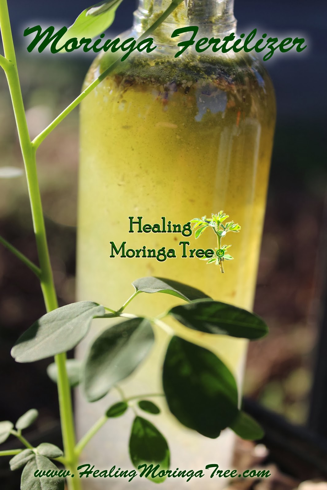 Healing Moringa Tree: Organic Moringa Plant Fertilizer!