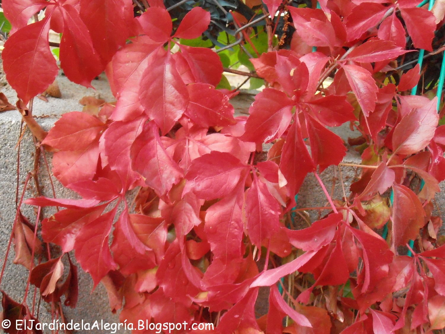 El jardín de la alegría : Parthenocissus tricuspidata 'Veitch Boskoop ...