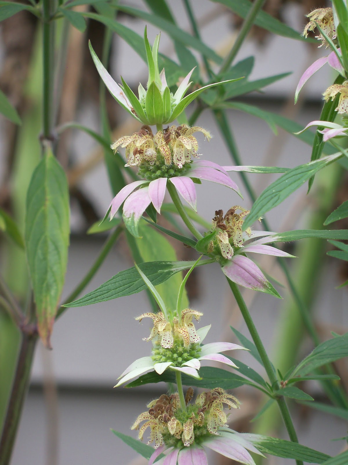 Plant Journeys: Monarda Punctata: Flower Portraits of a spotted bee balm