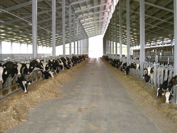 Stalla per bovine da latte a stabulazione libera