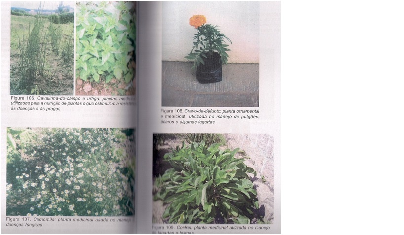 Cultive uma horta e um pomar orgânicos: sementes e mudas para preservar ...