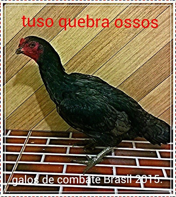 GALOS DE COMBATE BRASIL #2020: UM DOS GALOS MAIS FAMOSOS DO BRASIL