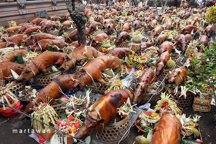 Colek Pamor: Tradisi Ngusaba Guling, Desa Timbrah, Karangasem