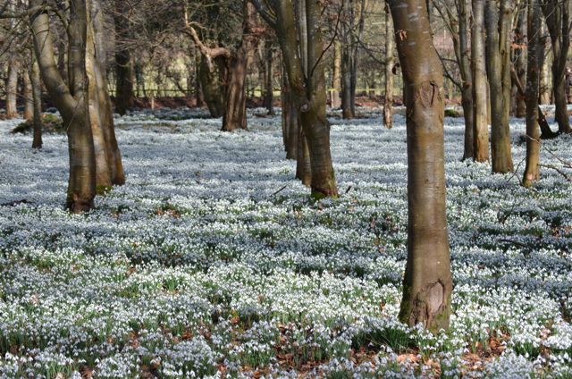 See the best snowdrops in Britain - gardens where they bloom!