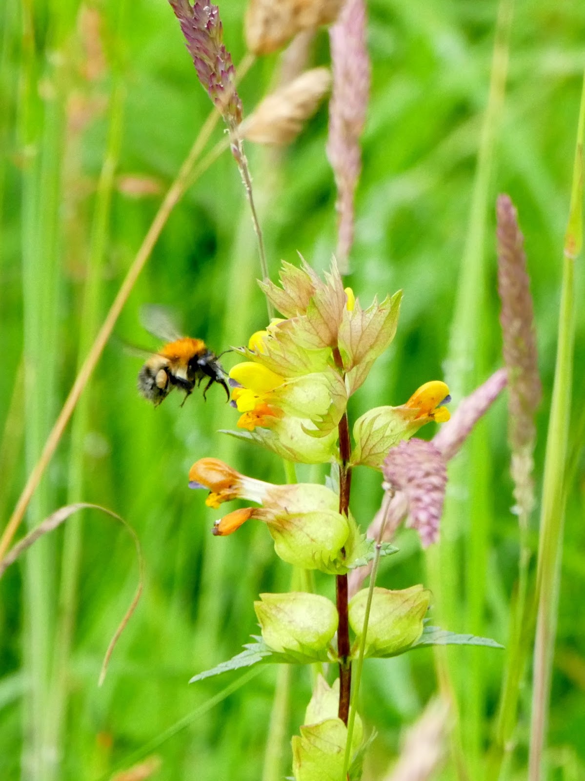 Peter Lovett's ramblings : Common Carder bee, Red-tailed Cuckoo bee ...