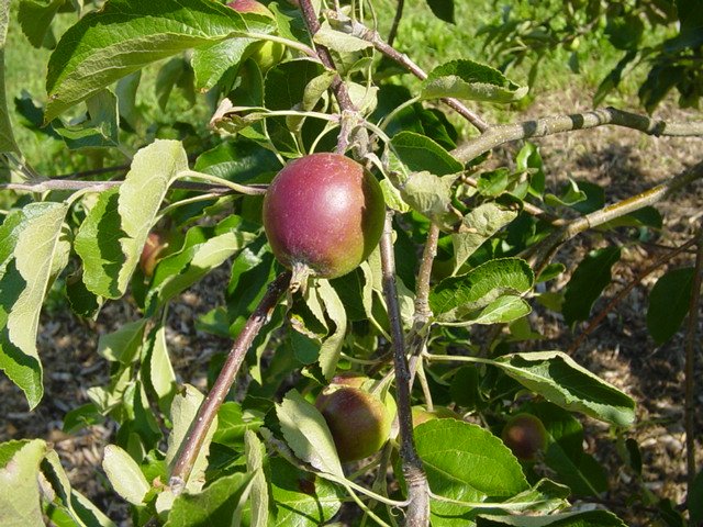 The Vegetable Garden: Apple Bagging Process