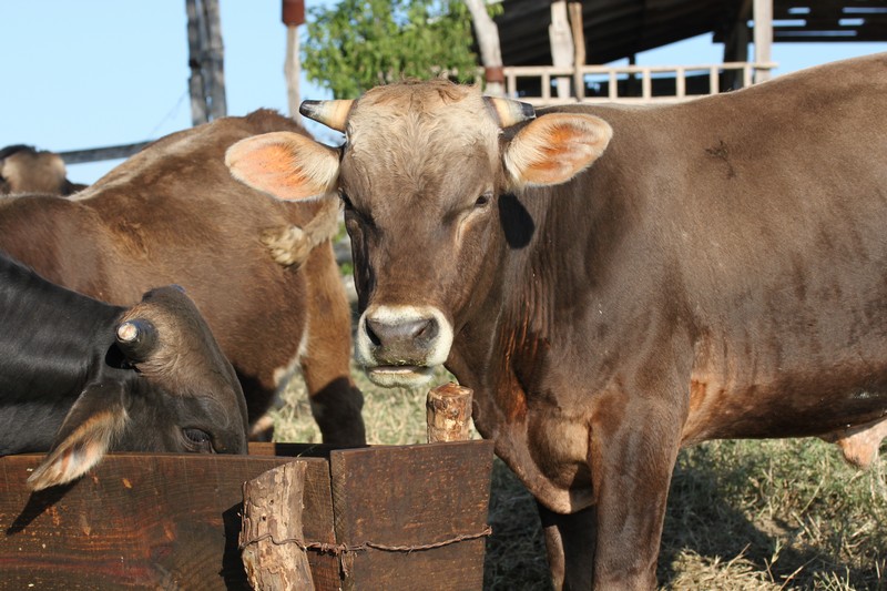 Maralfalfa Veracruz MEXICO: Maralfalfa en Veracruz Mexico