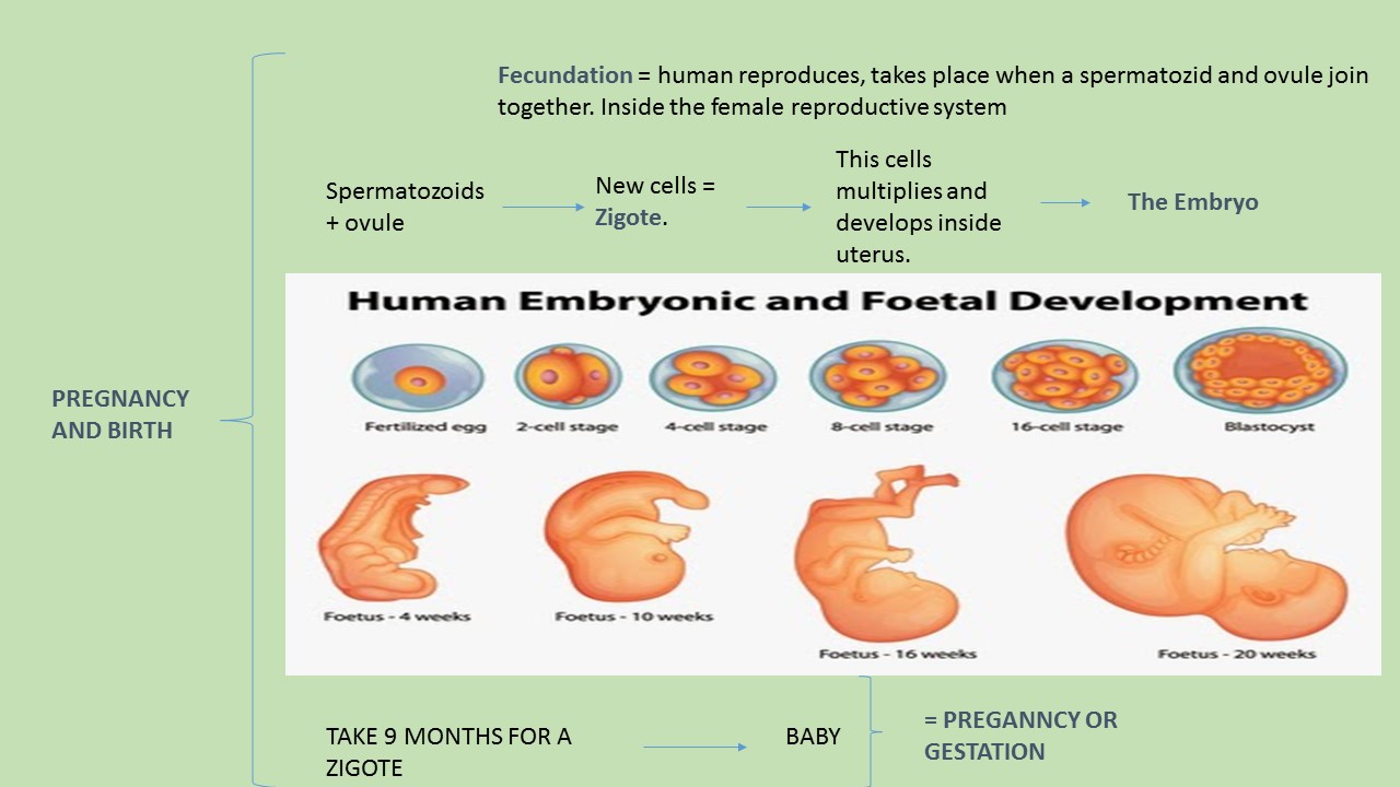 Esquemas de Natural Science 4º Primaria: UNIT 5: HUMAN INTERACTION AND ...