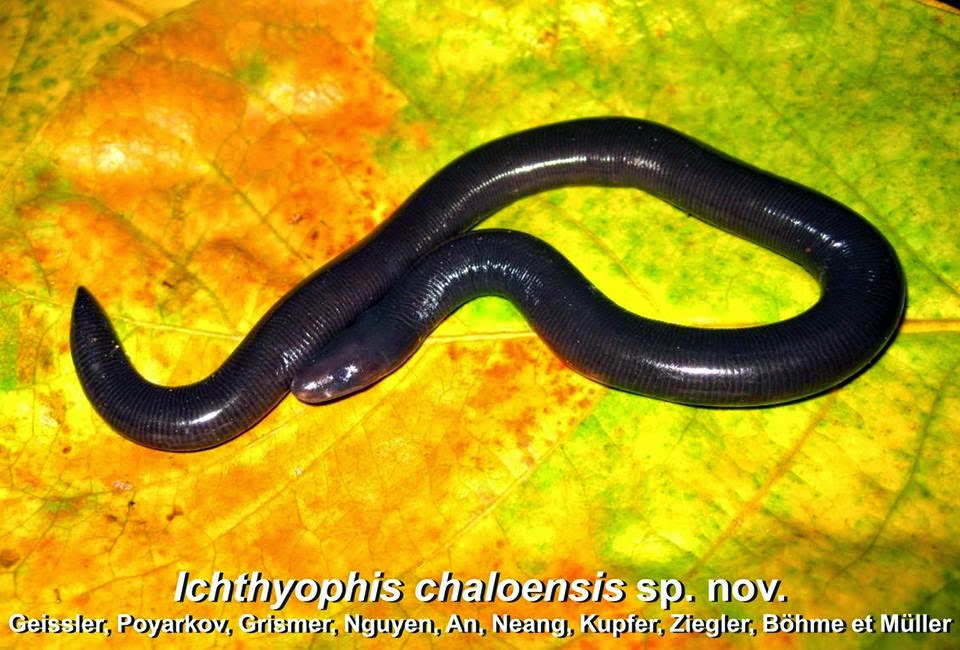 Species New to Science: [Herpetology • 2014] New Ichthyophis Species ...