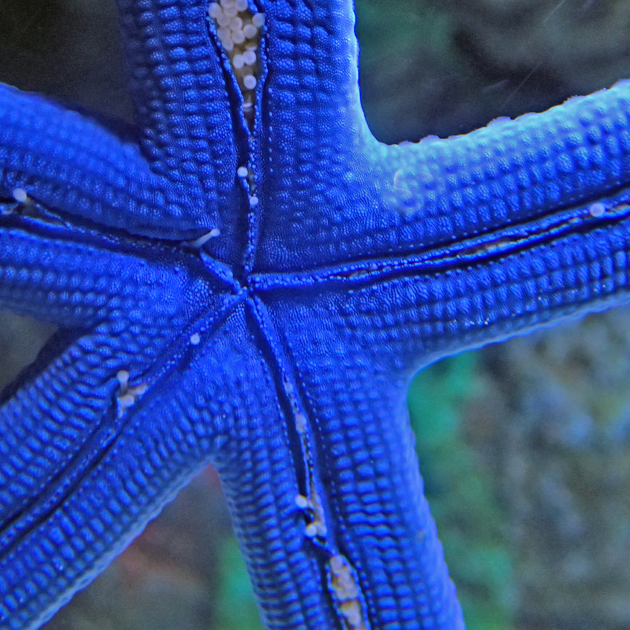 BunyipCo: The Cairns Aquarium-A Pleasant Way to Spend a Wet Sunday
