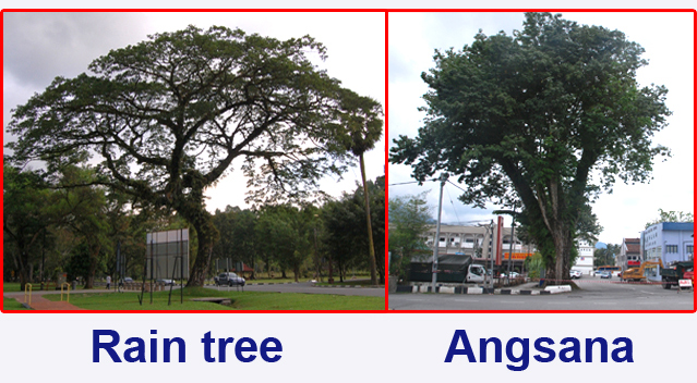 Taiping Photo Gallery