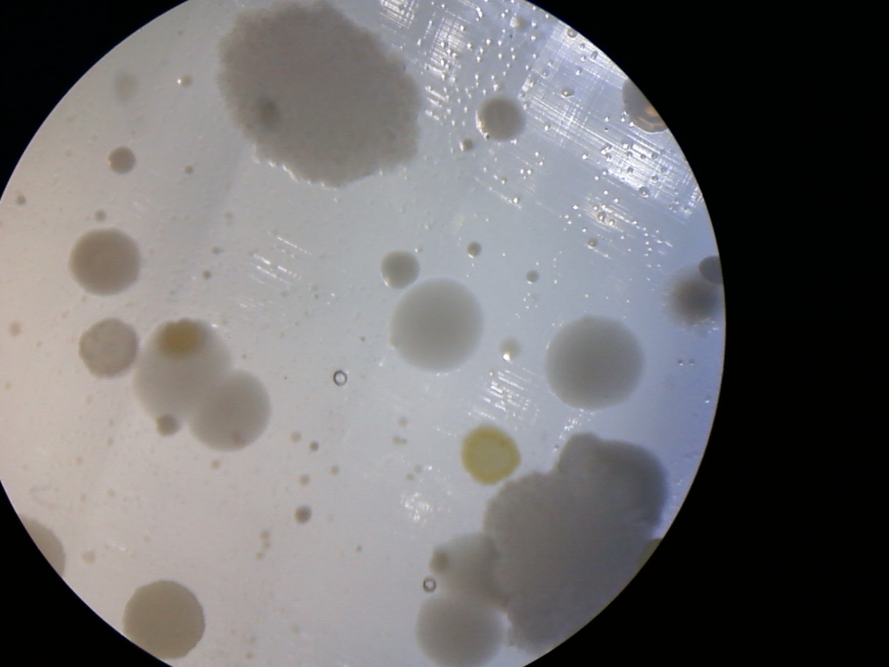 Medical Microbiology: Sept 8