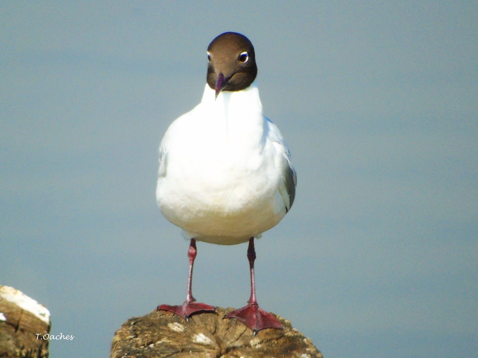 PASARI DIN ROMANIA: PESCARUSUL RAZATOR, Chroicocephalus ridibundus