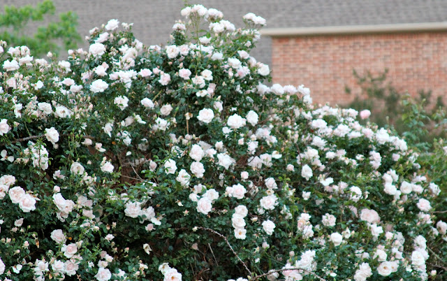Rainbow Magic Sparkle Butterfly : Phase 2 of my spring flower garden ...