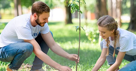 A Beginners Guide to Tree Planting - Tree Care Tips & Advice