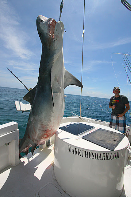 International Fishing News: USA FLORIDA: massive tiger shark caught