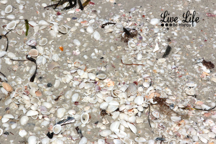 Life and Coconuts: Discovering Shells on Sanibel Island, Florida: A ...