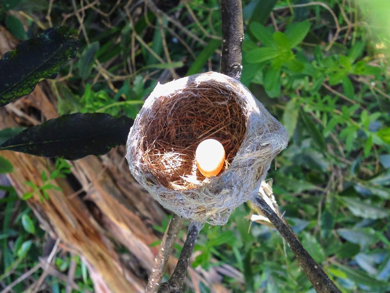 Pete's Flap Birding Aus: Grey fantail nest building, Phillip Island birds