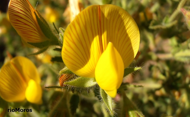 Melera: Ononis natrix | Plantas rioMoros