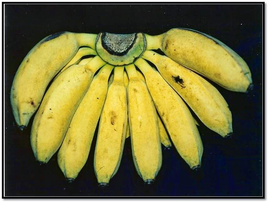 Going Bananas over... Bananas