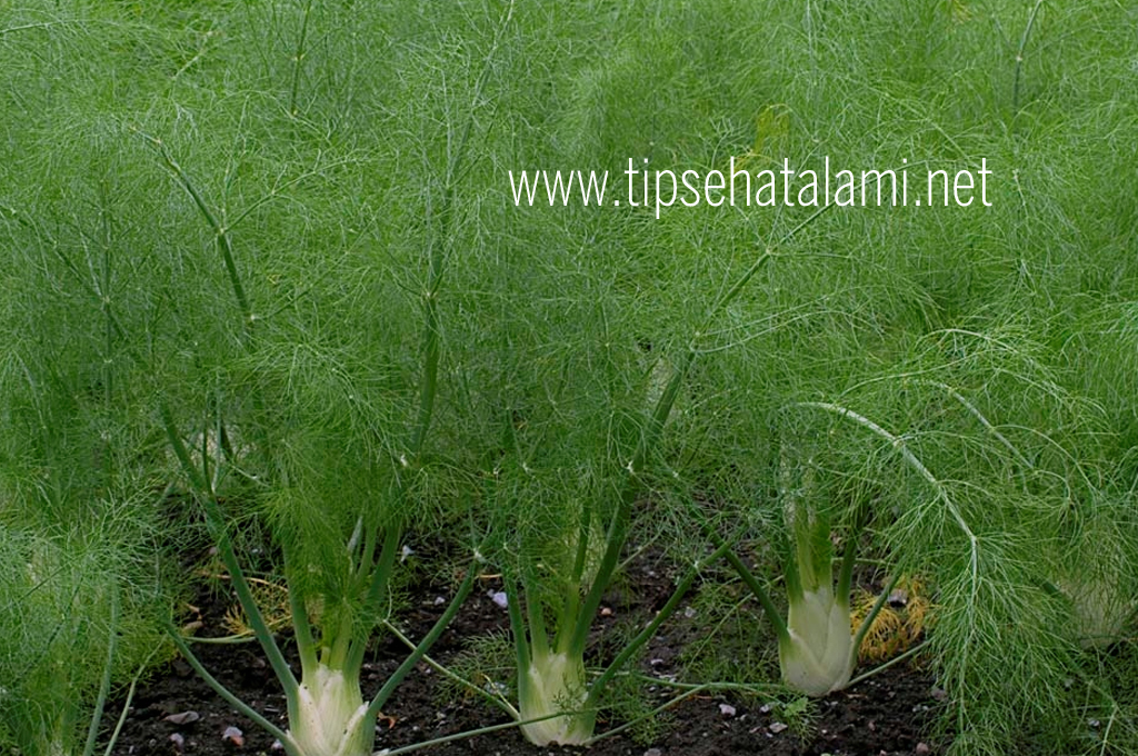 Manfaat dan Khasiat Daun Buah Adas Untuk Kesehatan Tubuh - Cara Sehat ...
