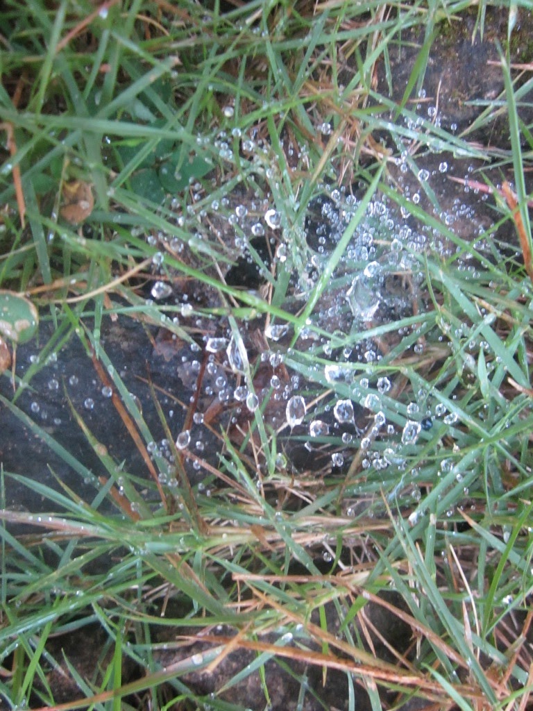 Cynodon Dactylon (Karuka Grass) | KERALA NATURE AND AYURVEDA